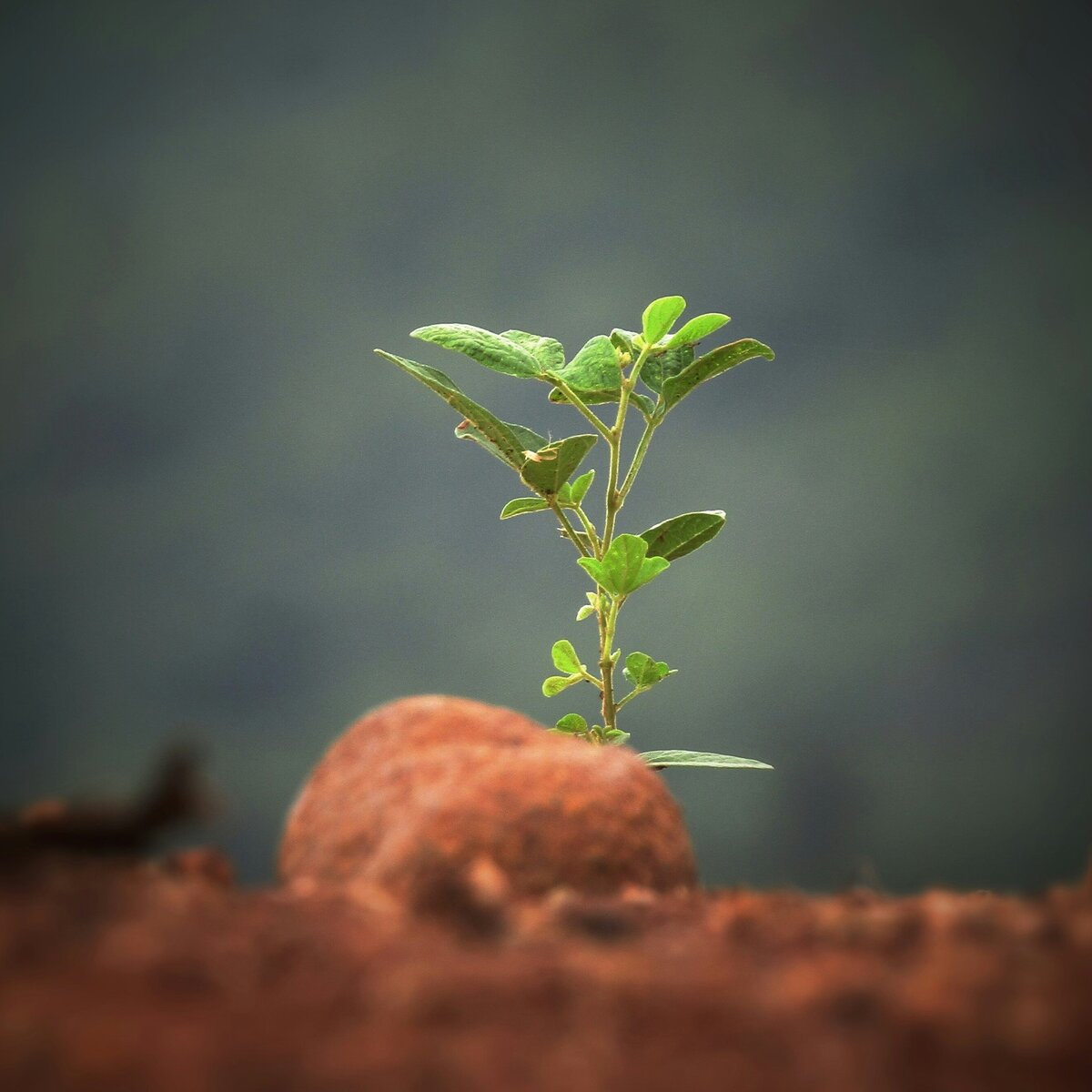 Targets – Siltronic / perfect silicon solutions